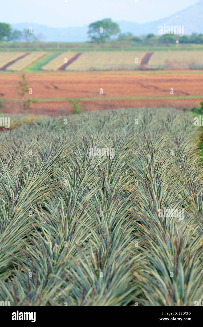 Swaziland Manzini district Malkerns valley pineapple cultivation Stock ...