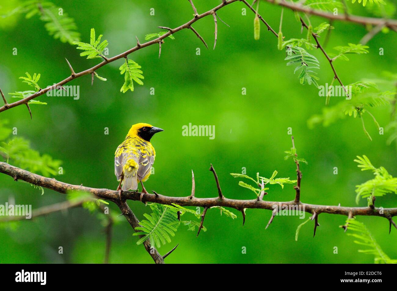 Swaziland Lubombo district Hlane Royal National Park weaver bird Stock ...