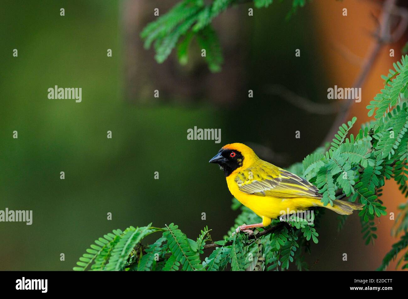 Swaziland Hhohho district Ezulwini valley (valley of Heaven) Mlilwane ...