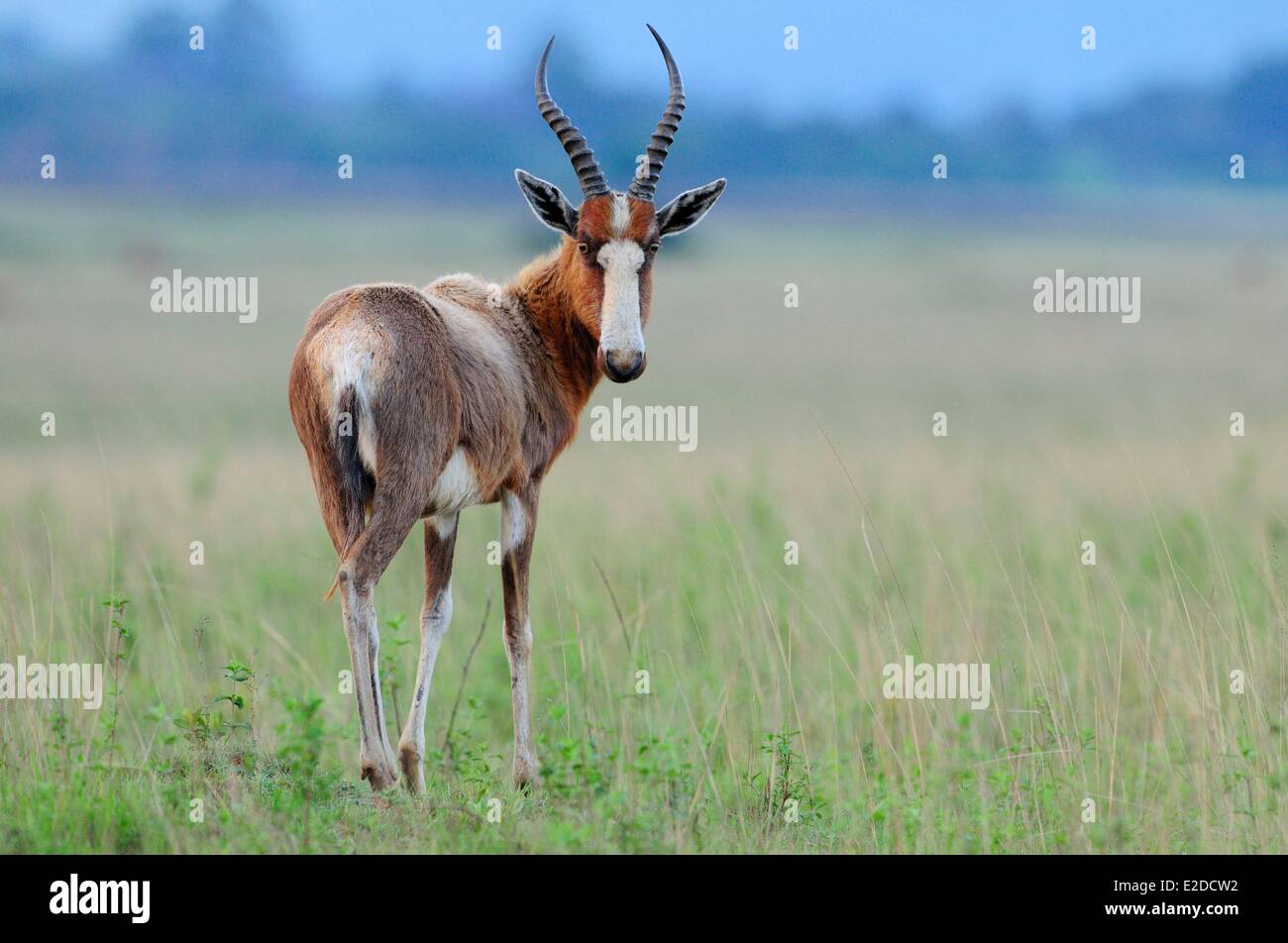 Swaziland Hhohho district Ezulwini valley (valley of Heaven) Mlilwane ...
