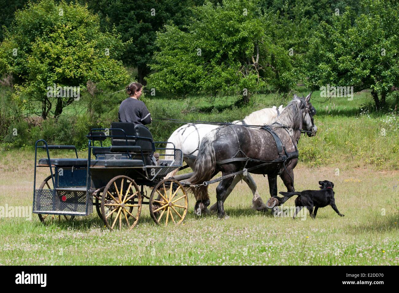Percheron horse france hi-res stock photography and images - Alamy