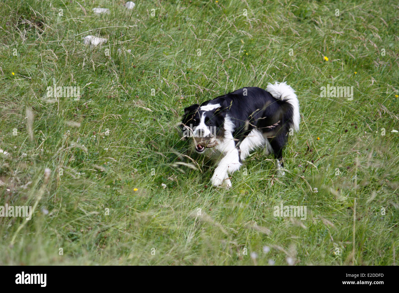 Dog, Border Collie, Saint Pierre de Chartreuse, Isere, Rhone Alpes ...