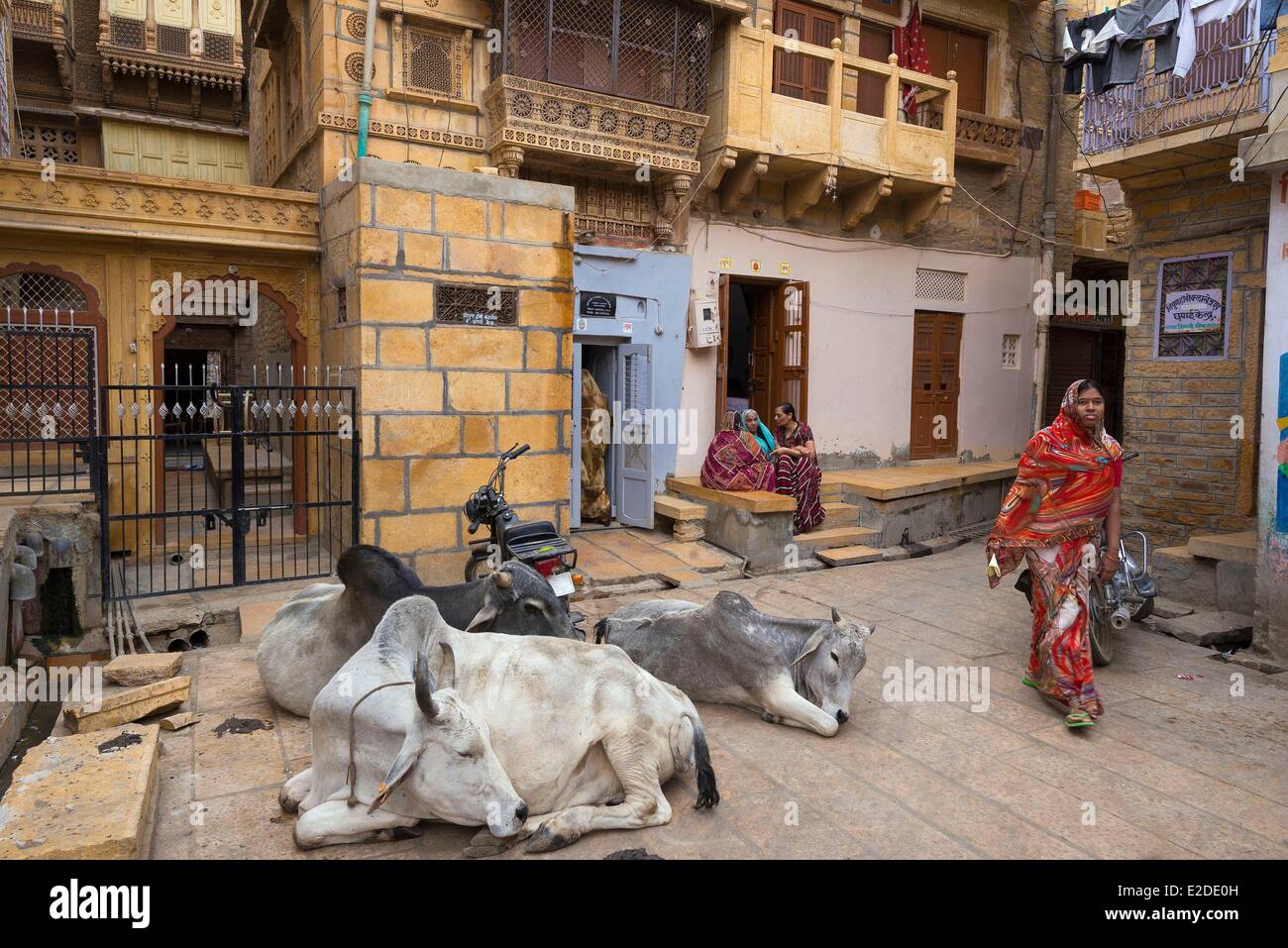 India rajasthan jaisalmer cows hi-res stock photography and images - Alamy