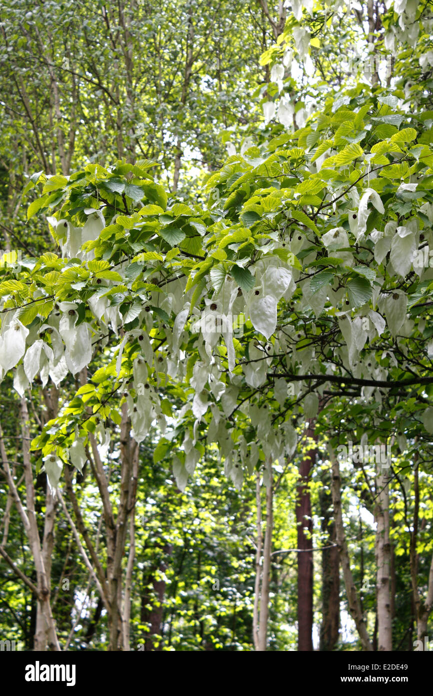 Davidia involucrata dove tree handkerchief tree hi-res stock ...