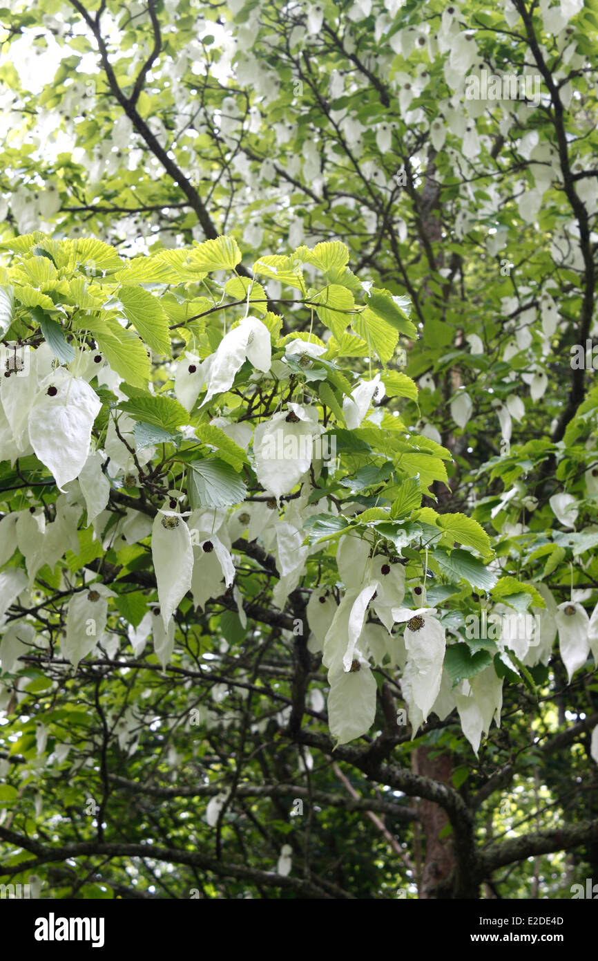 Davidia involucrata dove tree handkerchief tree hi-res stock ...