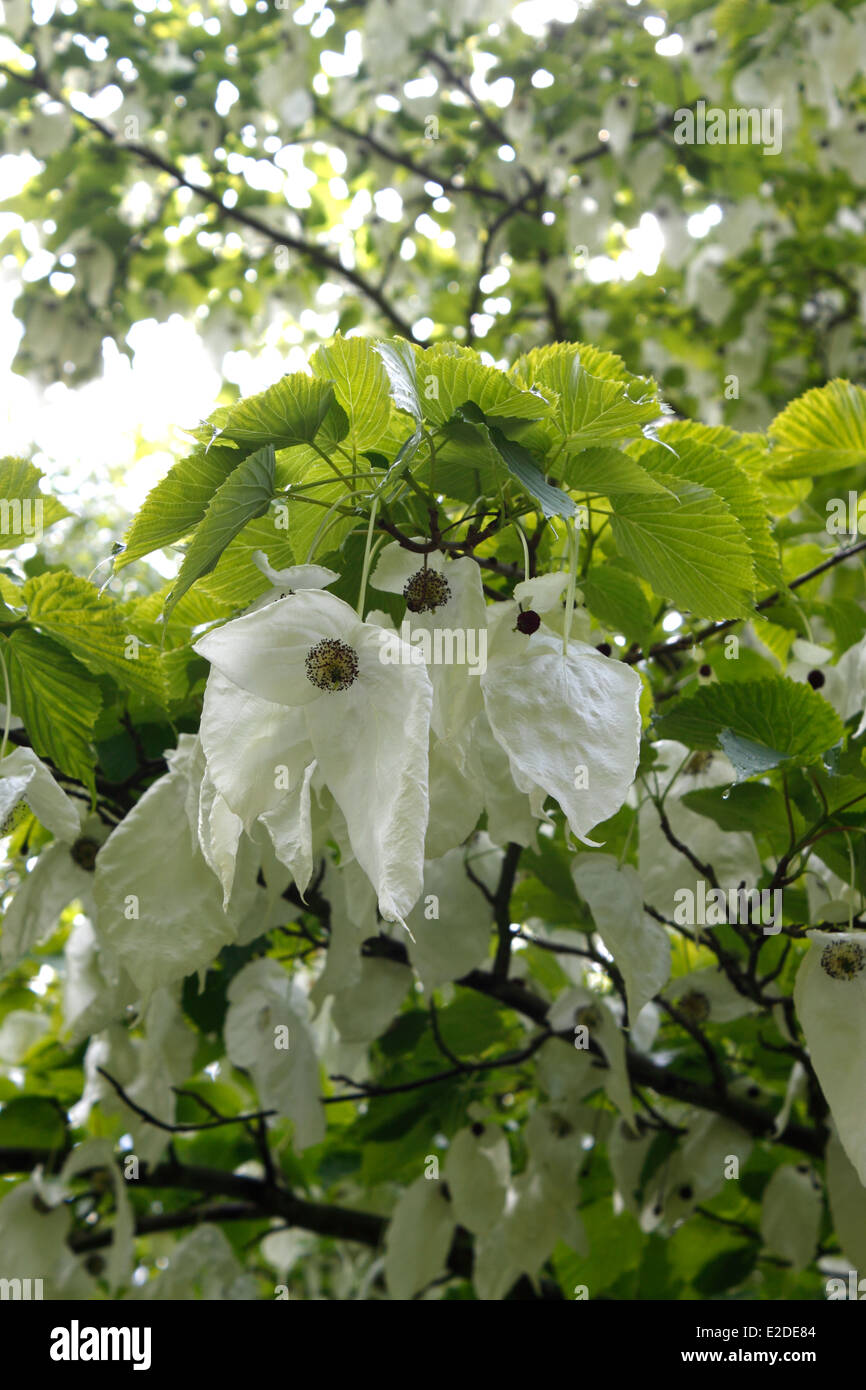 Davidia involucrata dove tree handkerchief tree hi-res stock ...