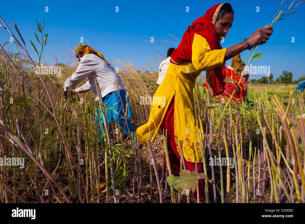 Women in the fields in the countryside hi-res stock photography and ...