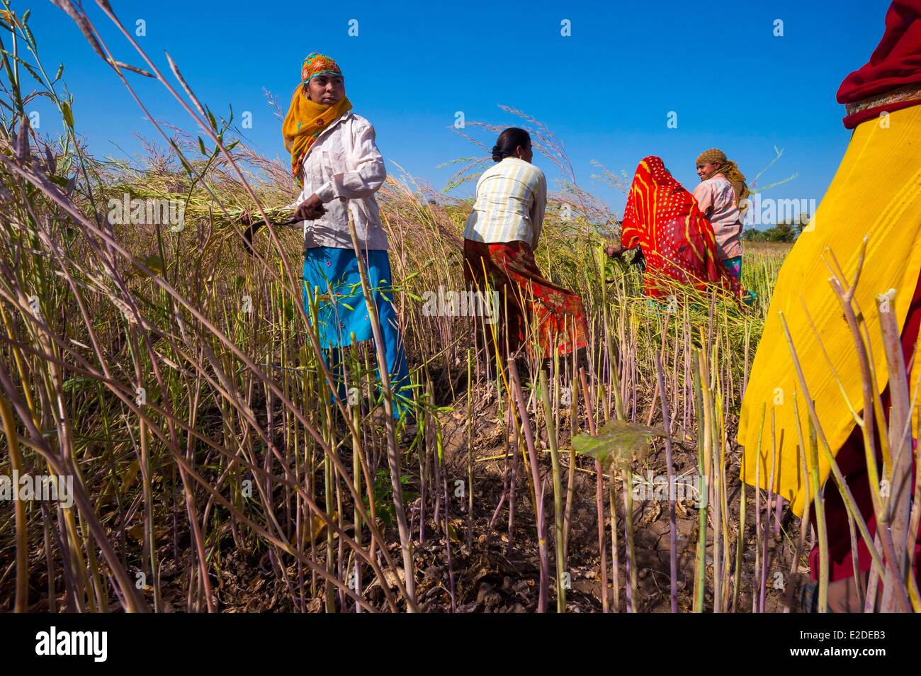 Harvesting rajasthan india hi-res stock photography and images - Alamy
