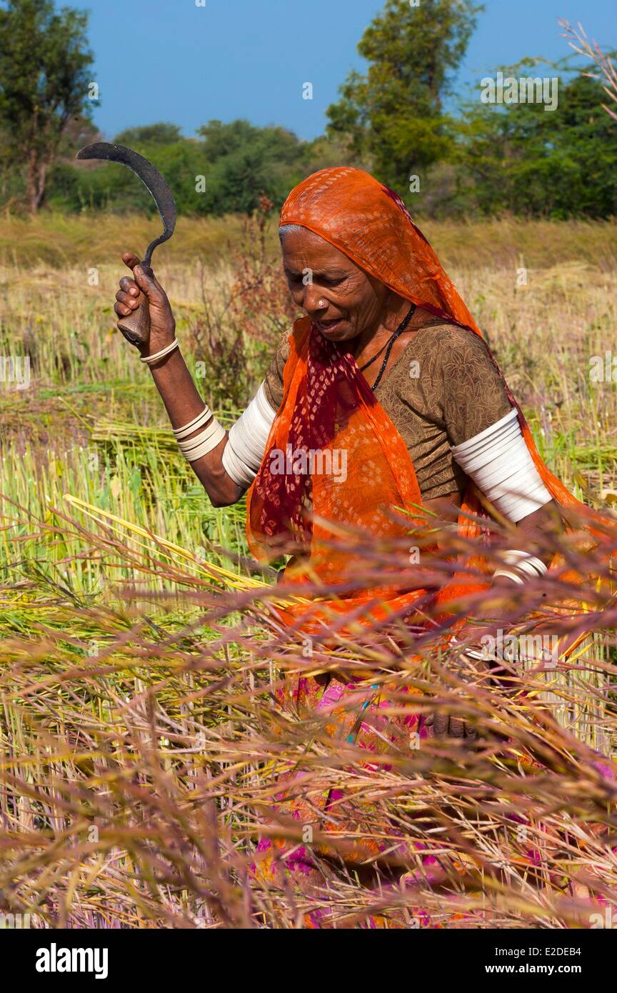 Harvesting rajasthan india hi-res stock photography and images - Alamy
