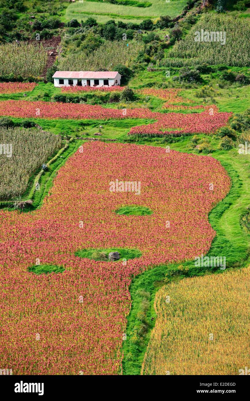 Peru Cuzco Province the Incas Sacred Valley Pisac quinoa field ...