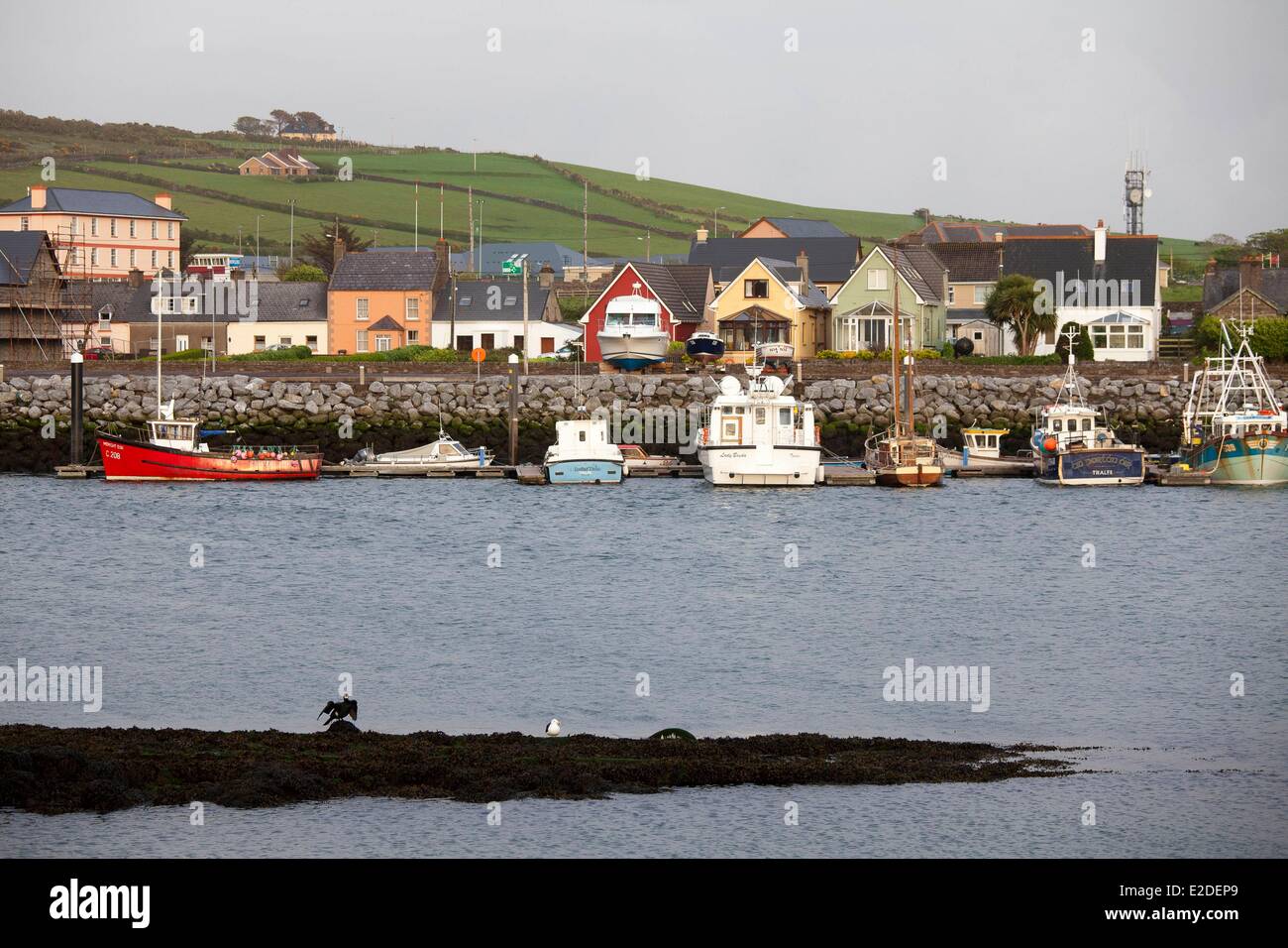 Ireland County Kerry Dingle Peninsula Dingle fishing boats in the port ...