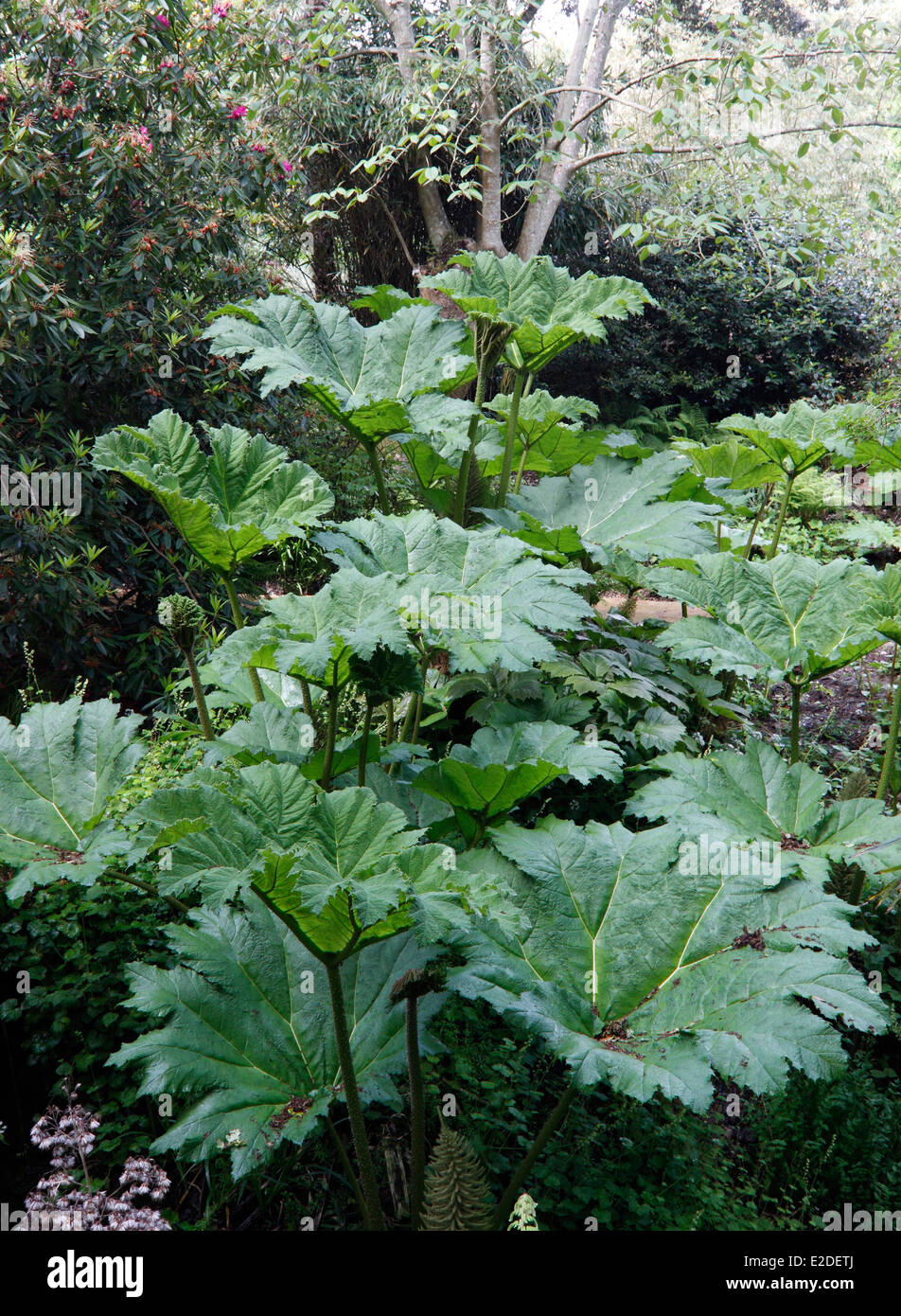 Gunnera manicata woodland hi-res stock photography and images - Alamy