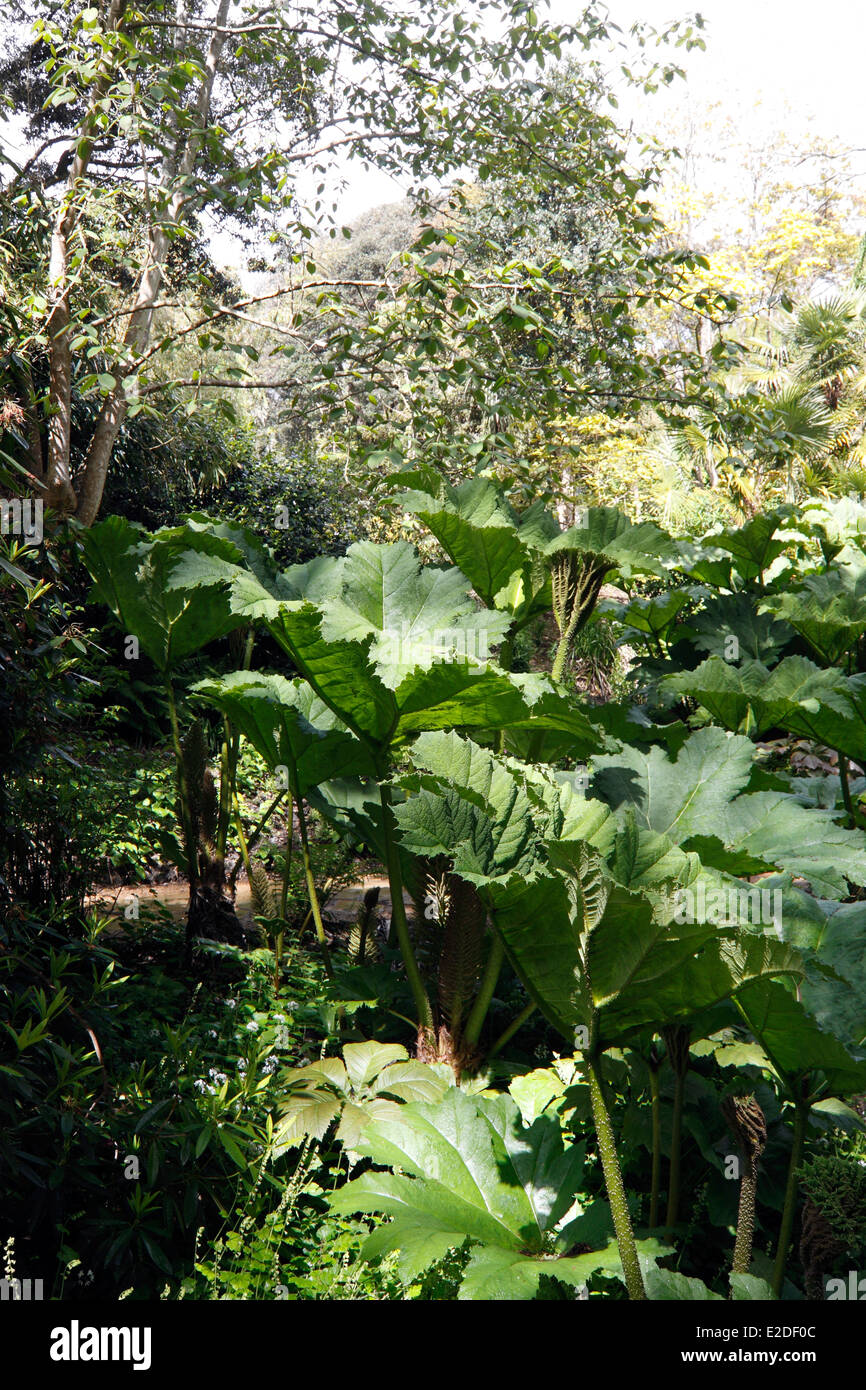 Gunnera manicata woodland hi-res stock photography and images - Alamy