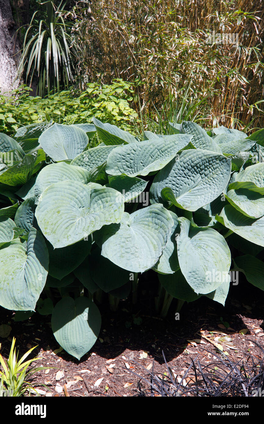 Hostas hosta sieboldiana hi-res stock photography and images - Alamy