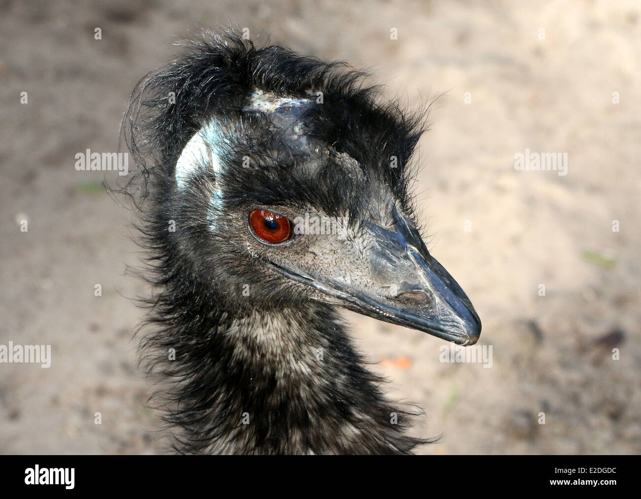 Face emmen hi-res stock photography and images - Alamy
