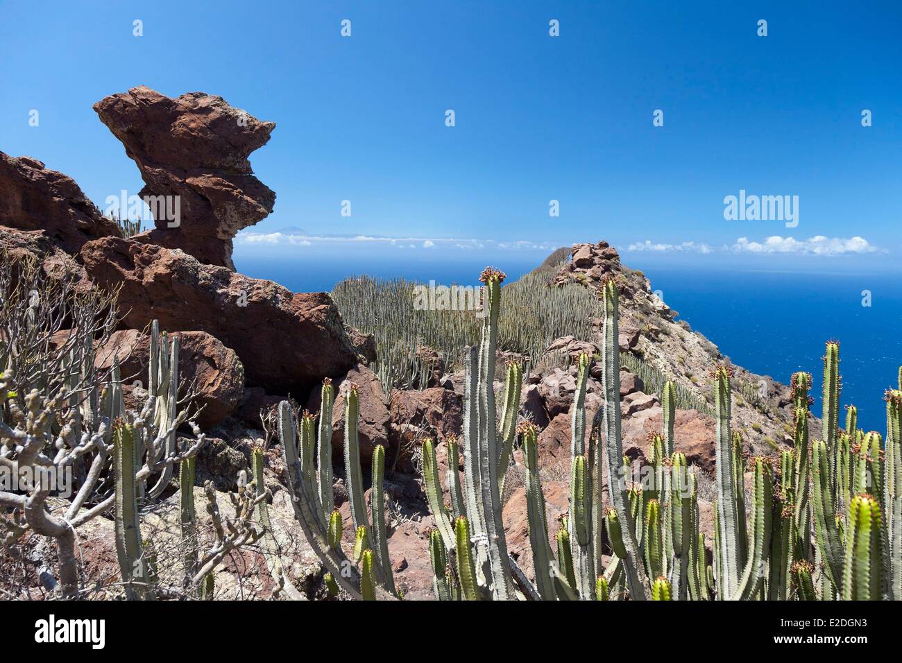 Spain, Canary islands, Gran Canaria, West coast, Anden Verde, cactus ...