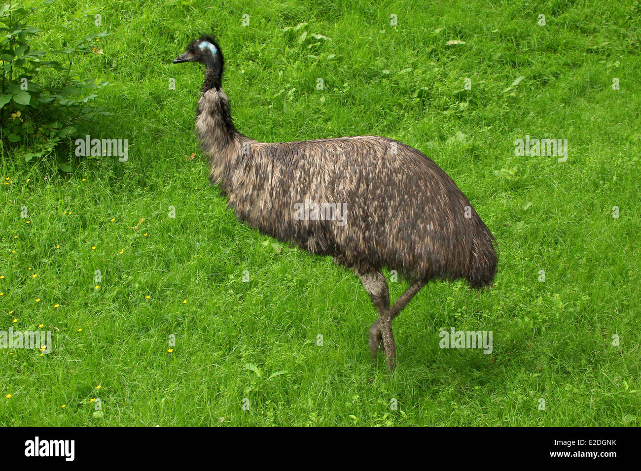 Mature australian emu dromaius novaehollandiae hi-res stock photography ...