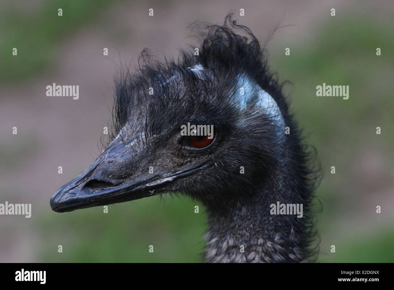 Emu comun hi-res stock photography and images - Alamy