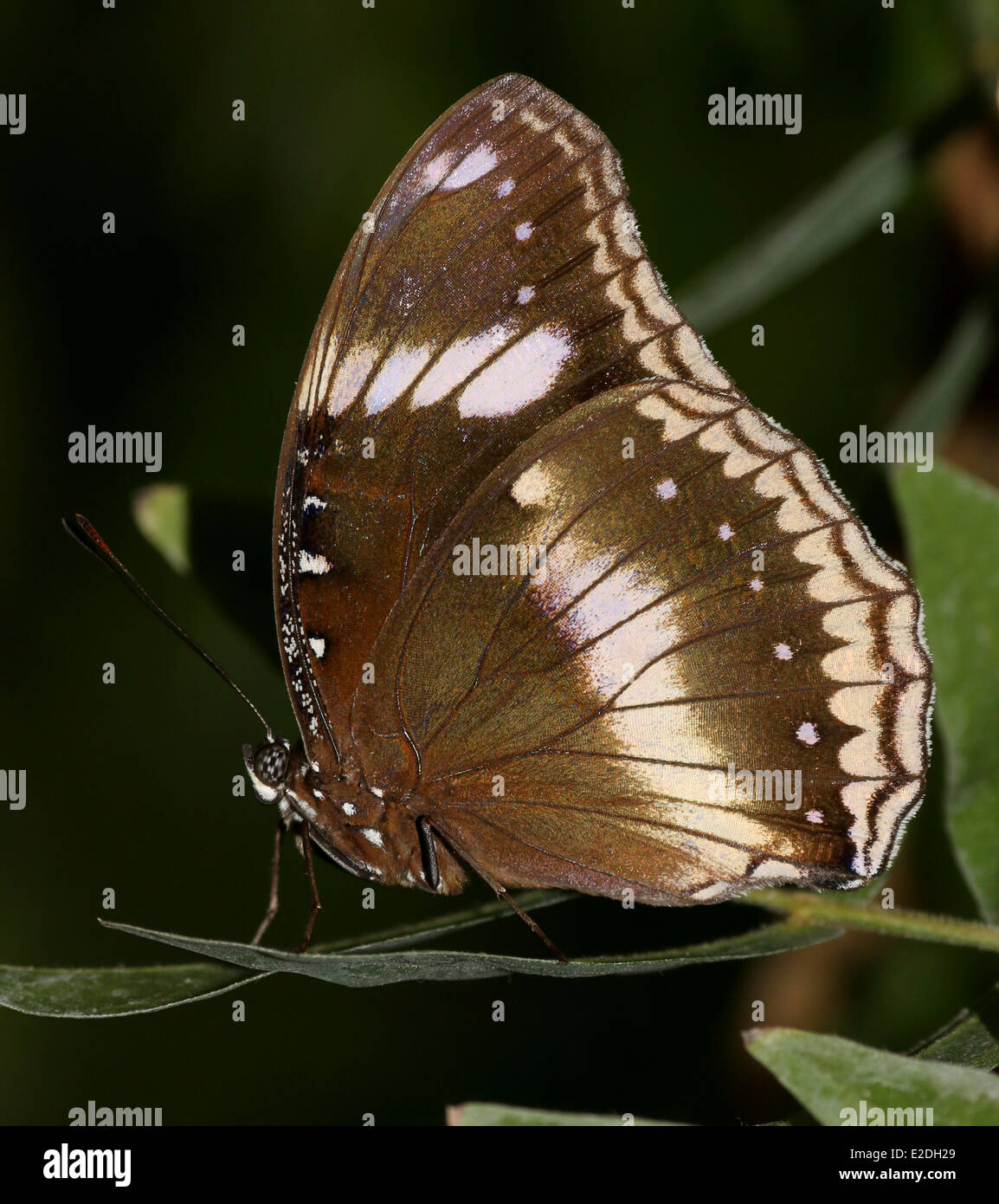 Male Great common eggfly butterfly (Hypolimnas bolina Stock Photo - Alamy