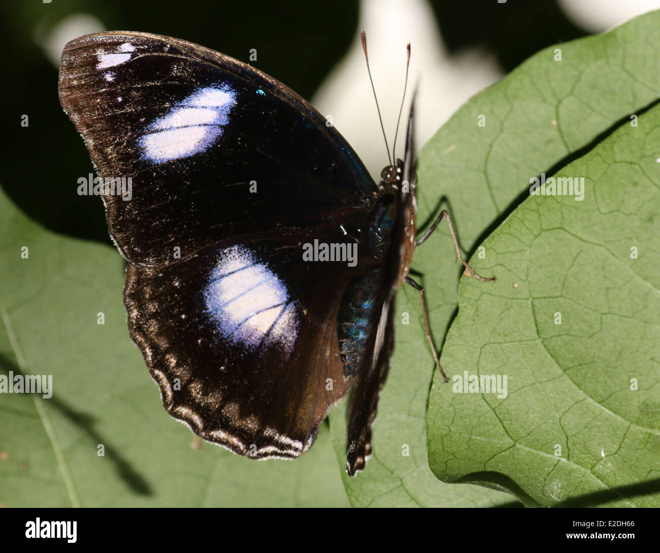 Male Great common eggfly butterfly (Hypolimnas bolina Stock Photo - Alamy