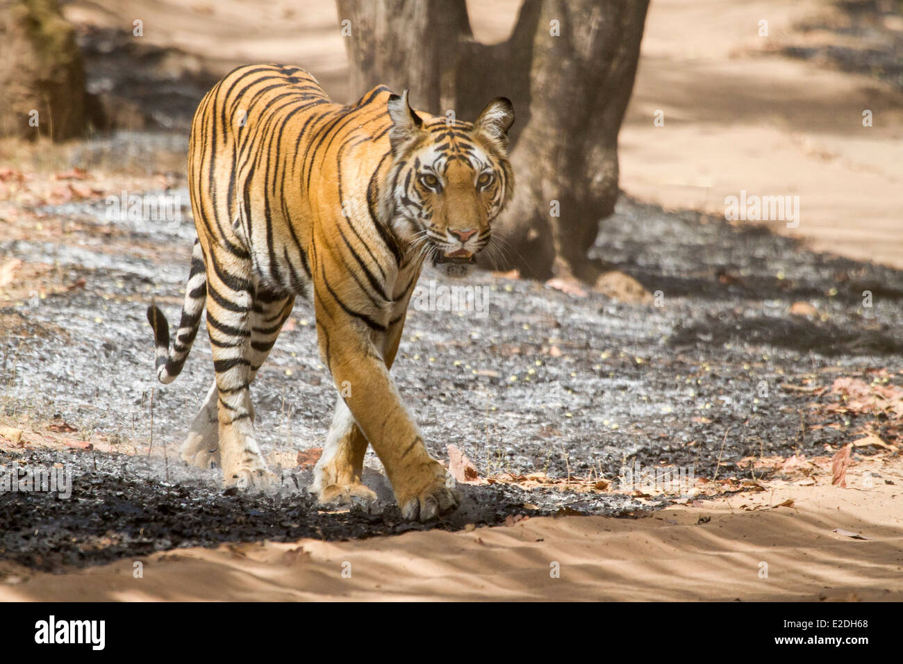 Tiger Walking Toward You High Resolution Stock Photography and Images ...