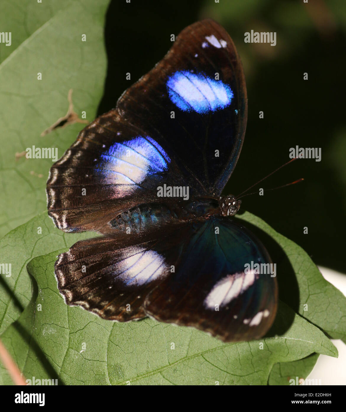 Male Great common eggfly butterfly (Hypolimnas bolina Stock Photo - Alamy