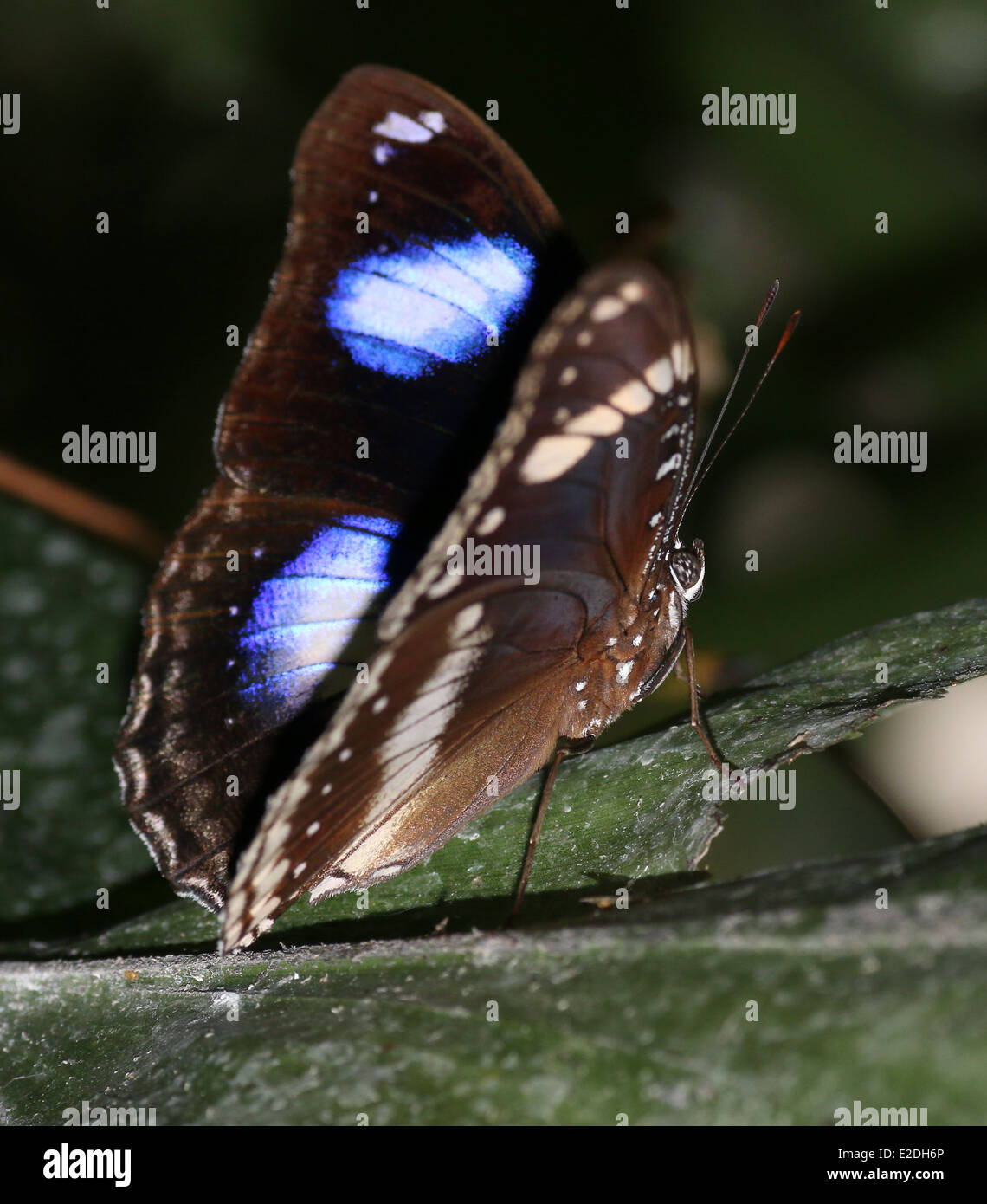 Male Great common eggfly butterfly (Hypolimnas bolina Stock Photo - Alamy