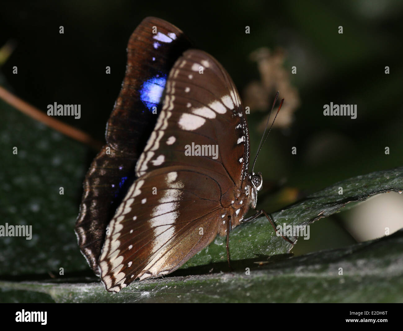 Male Great common eggfly butterfly (Hypolimnas bolina Stock Photo - Alamy