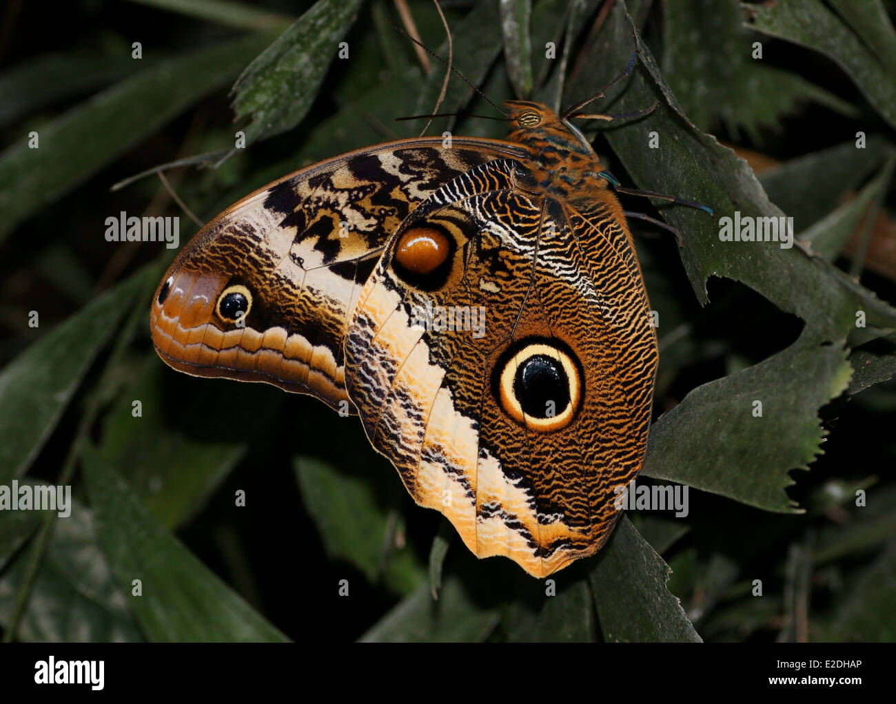 Caligo Falter Stock Photos & Caligo Falter Stock Images - Alamy