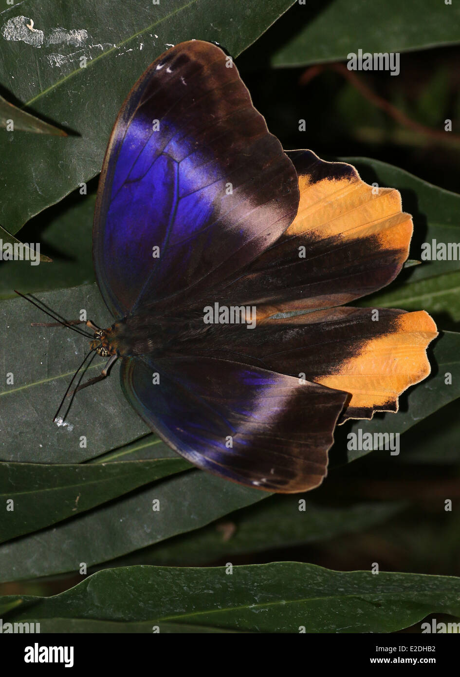 Yellow-edged Giant Owl butterfly (Caligo atreus) wings opened Stock ...