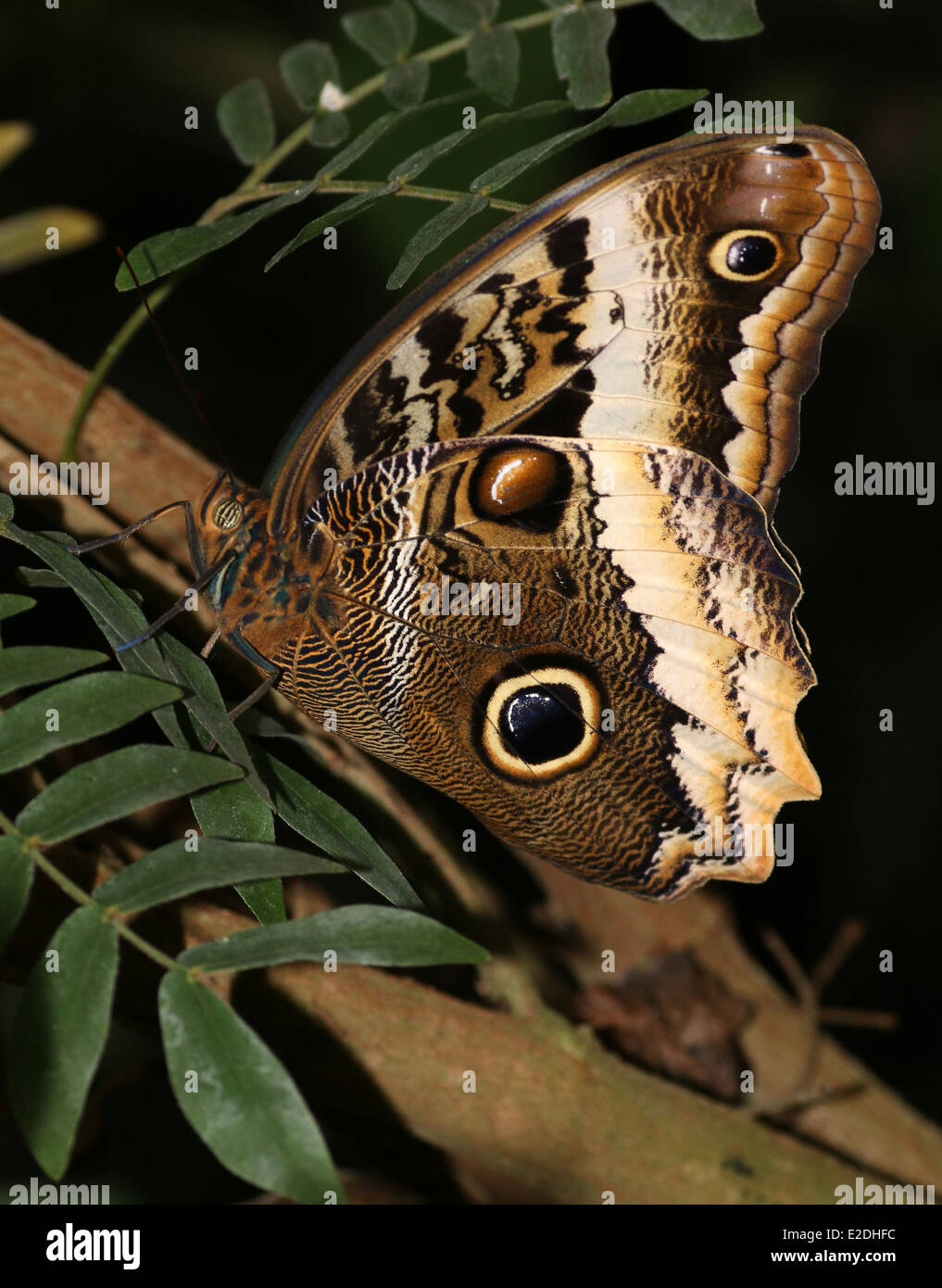 Yellow-edged Giant Owl butterfly (Caligo atreus) wings closed Stock ...