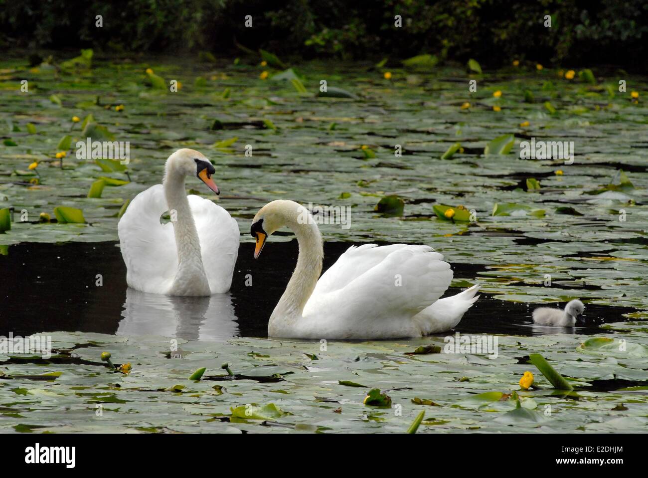 Ireland Carlow County Tullow Altamont Gardens a mixture of formal ...