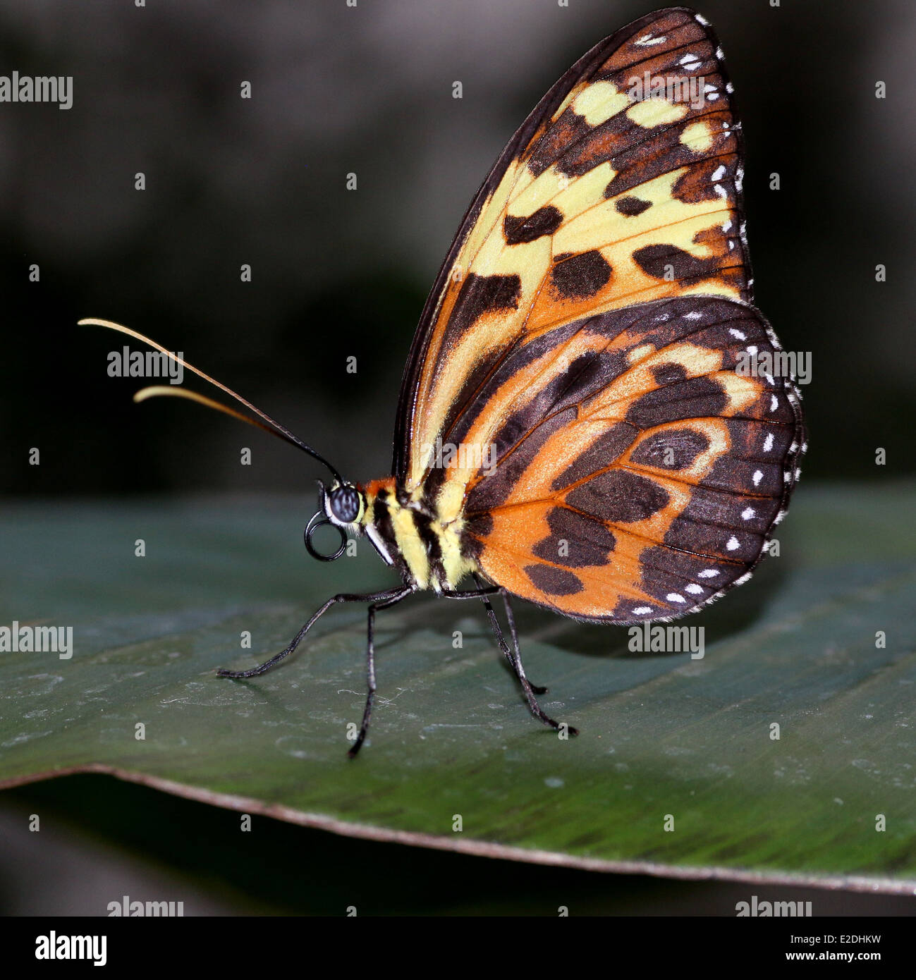 Tithorea hi-res stock photography and images - Alamy