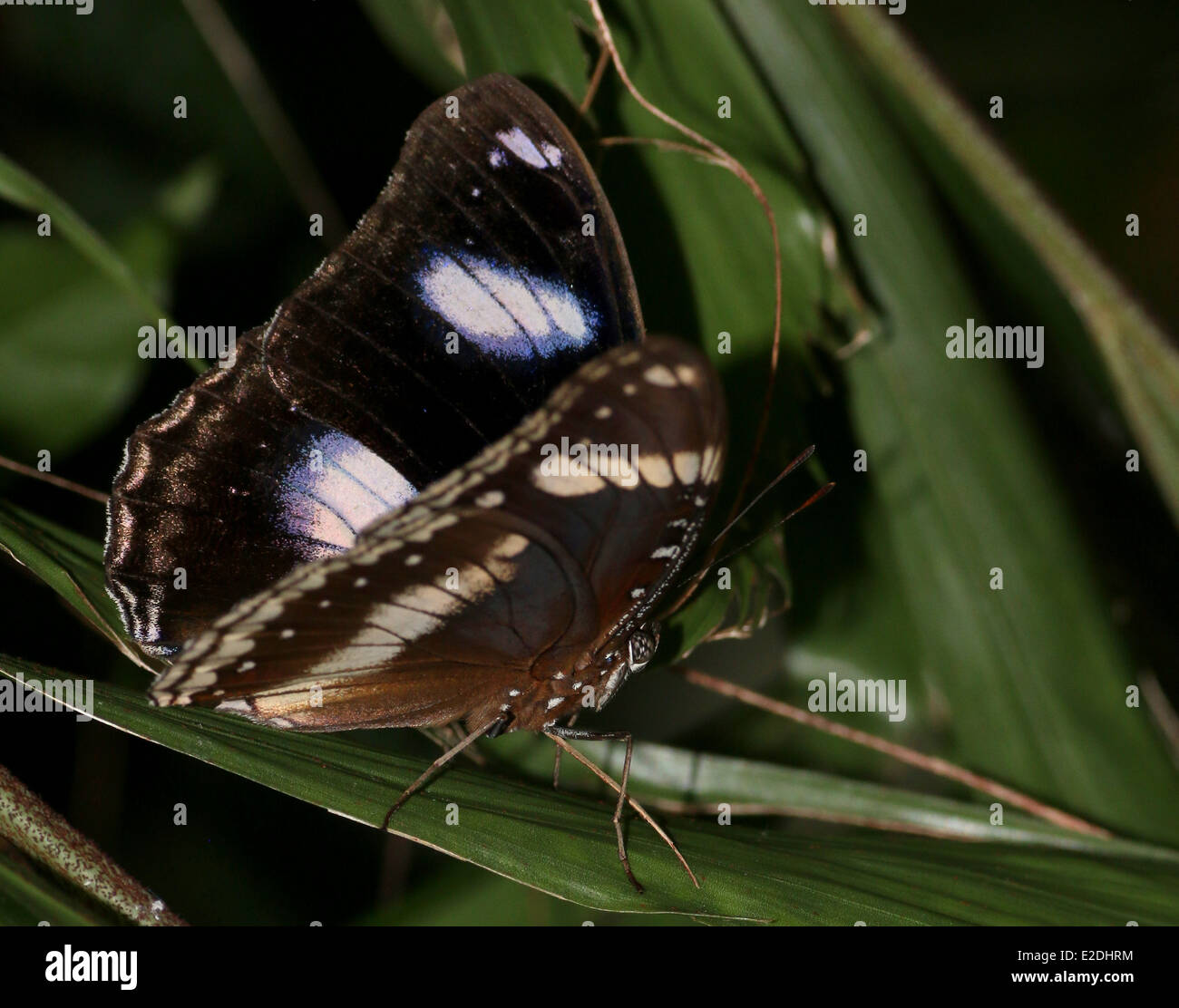 Male common eggfly butterfly hi-res stock photography and images - Alamy