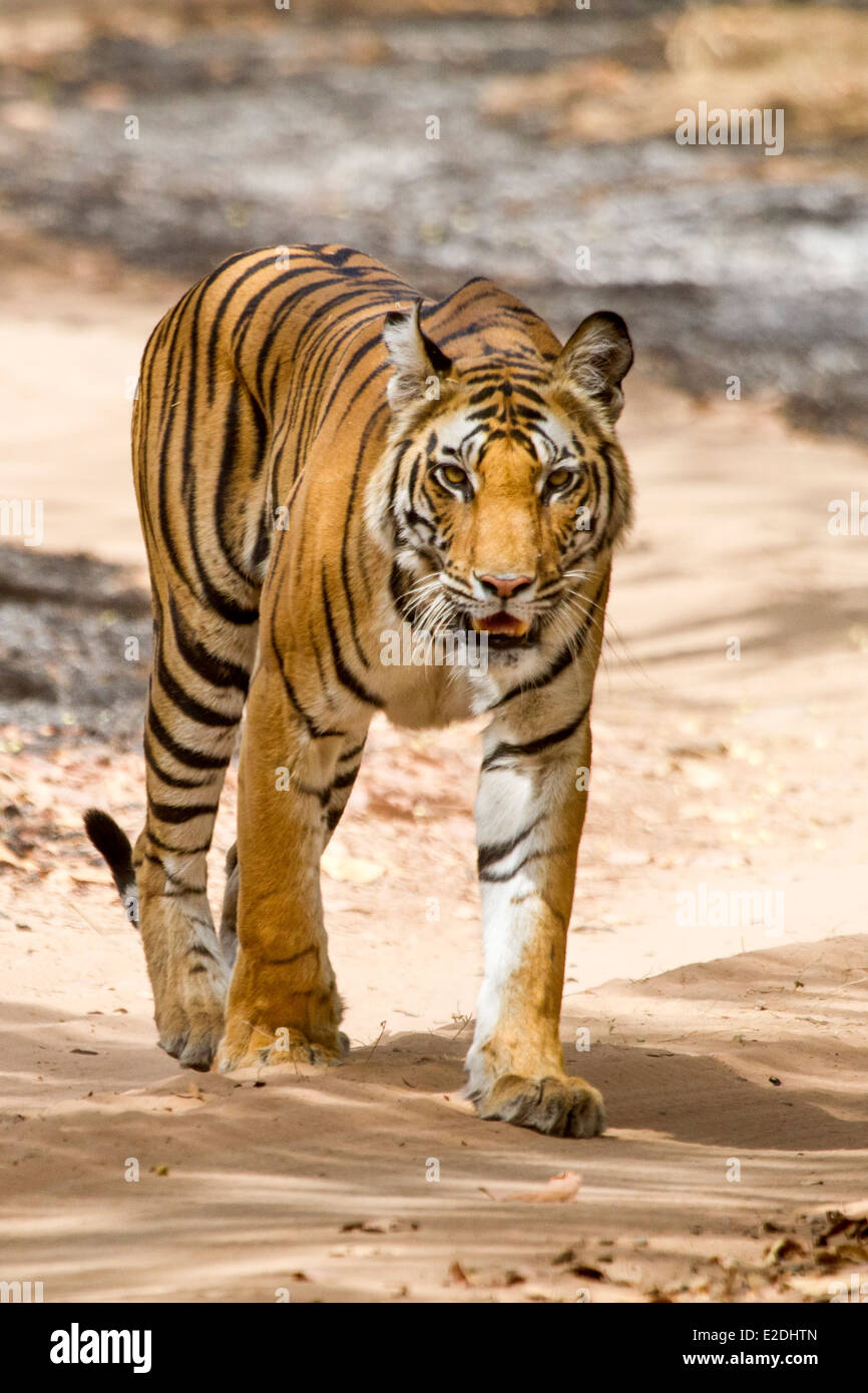 Tiger walking toward you hi-res stock photography and images - Alamy