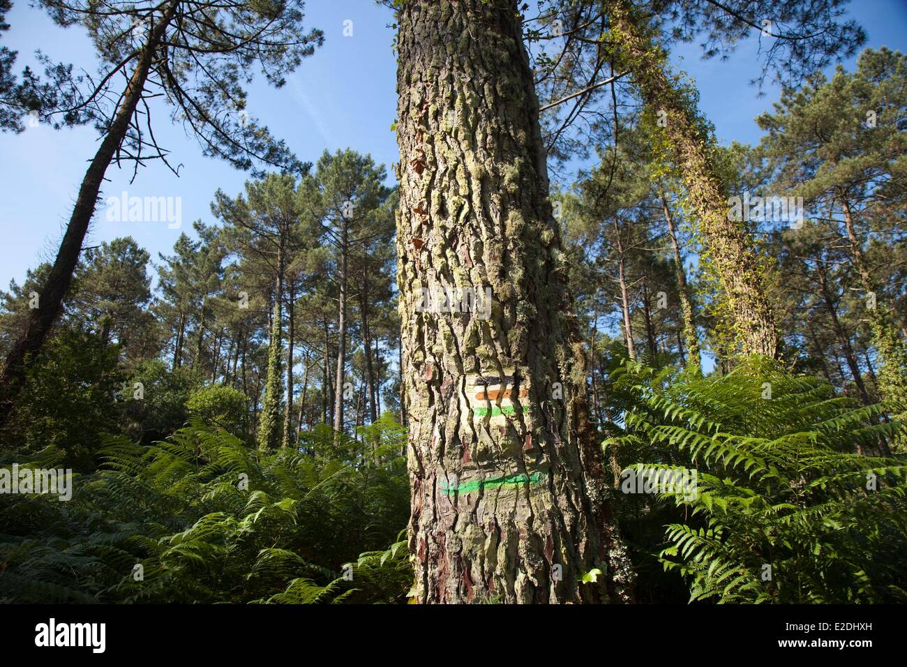 France Landes Landes forest pine trees and fern Stock Photo - Alamy