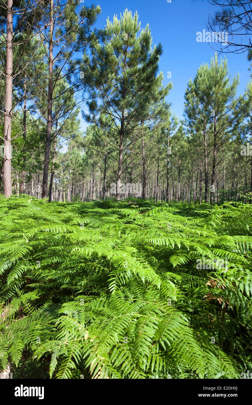France Landes Landes forest pine trees and fern Stock Photo - Alamy