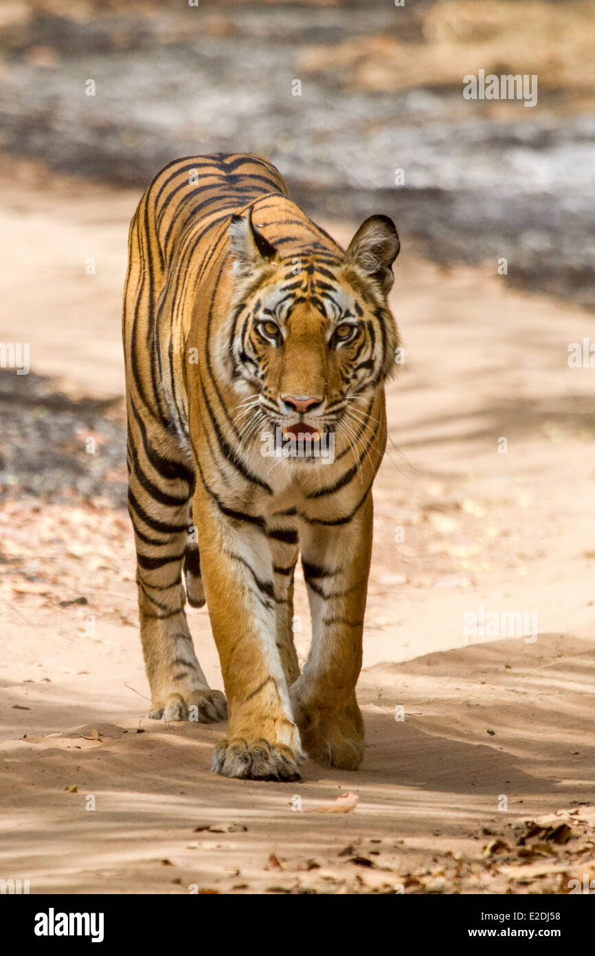 Tiger walking toward you hi-res stock photography and images - Alamy