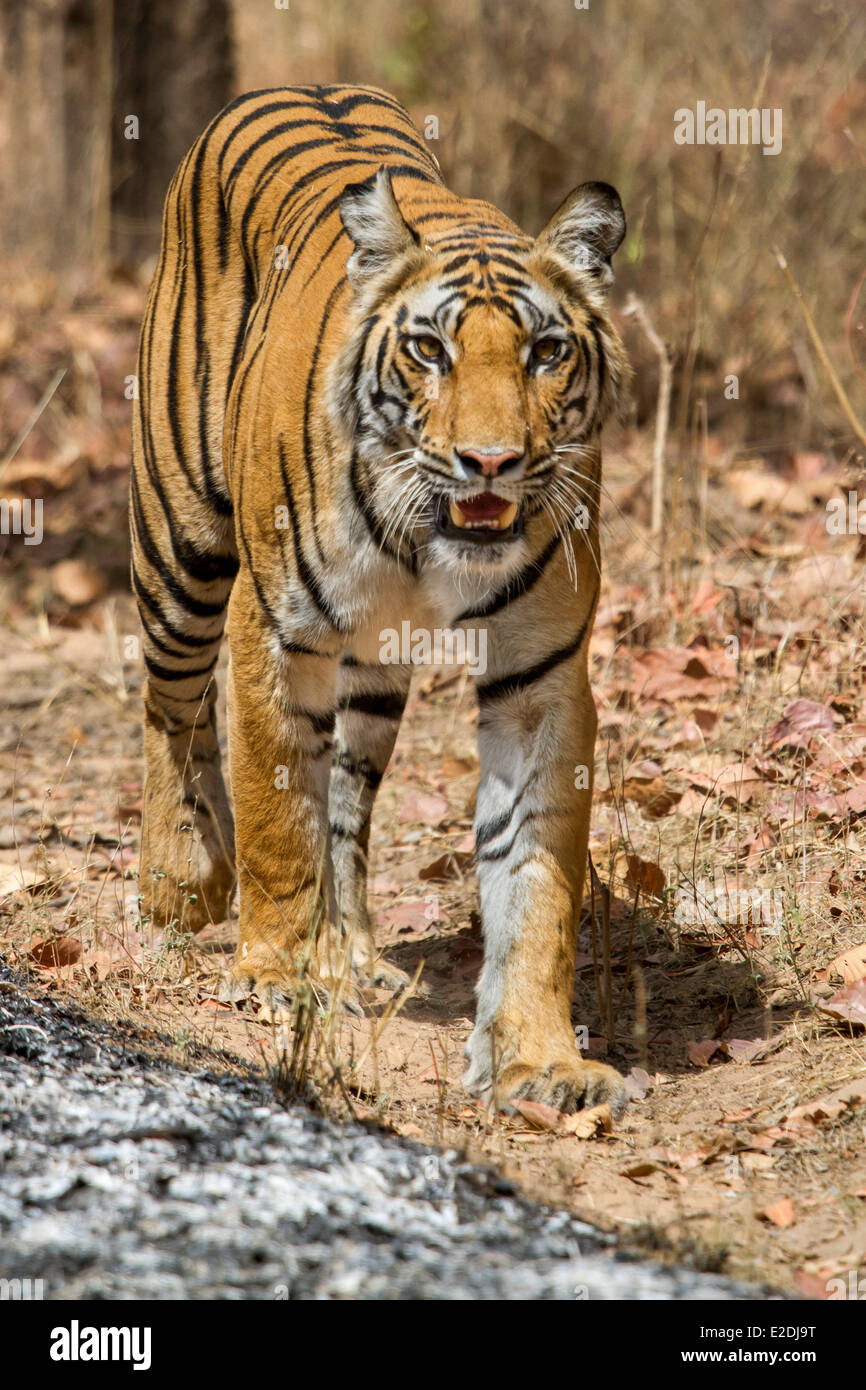 Tiger walking toward you hi-res stock photography and images - Alamy