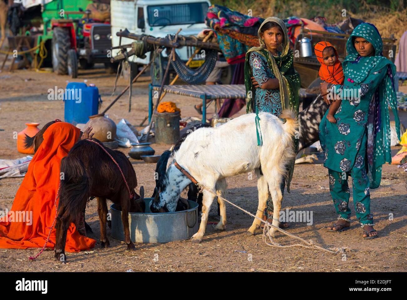 Village animals india hi-res stock photography and images - Alamy