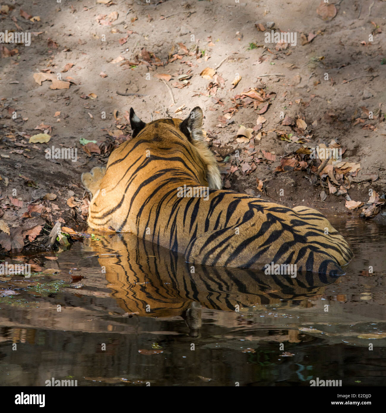Tiger india pool hi-res stock photography and images - Alamy