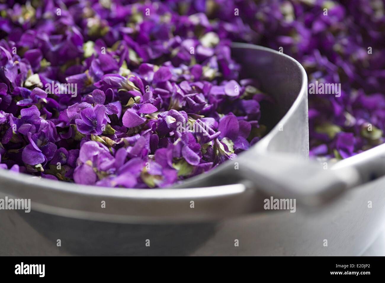 Violet flower toulouse hi-res stock photography and images - Alamy