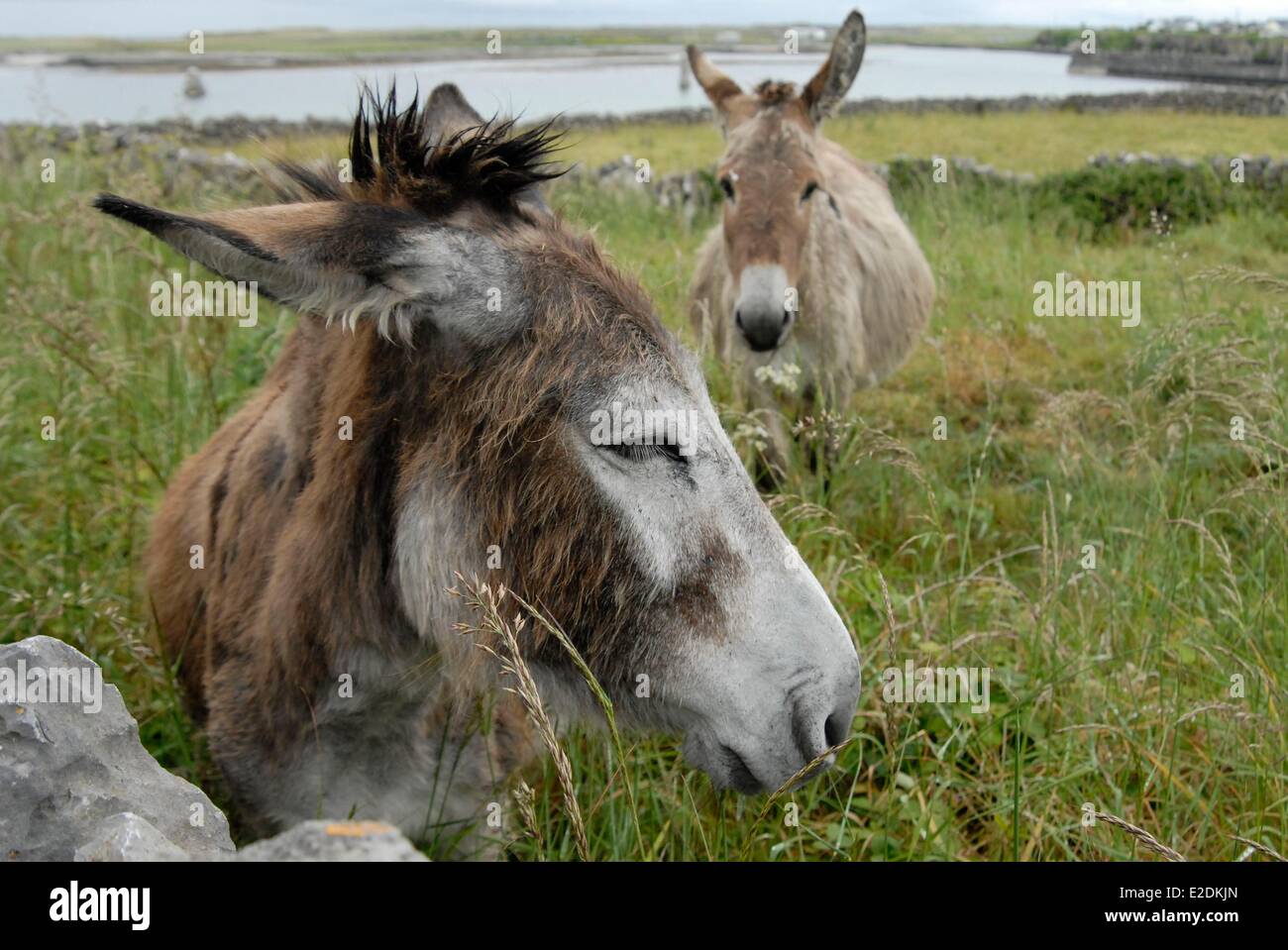 Ireland County Galway Aran Islands Inishmore two donkeys Stock Photo ...