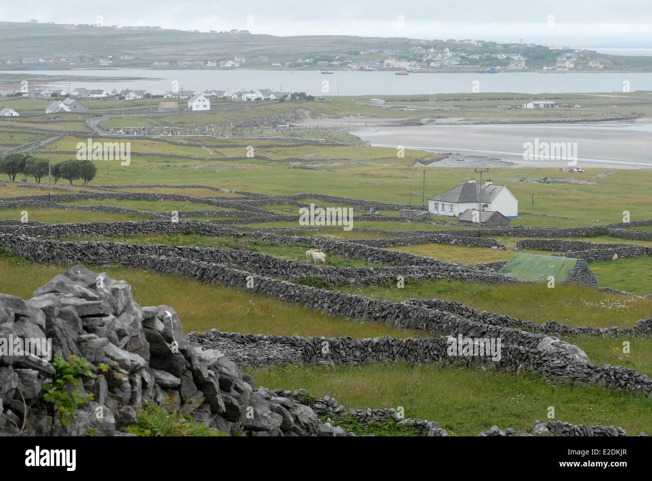 Ireland County Galway Aran Islands Inishmore Kilronan dry stone walls ...