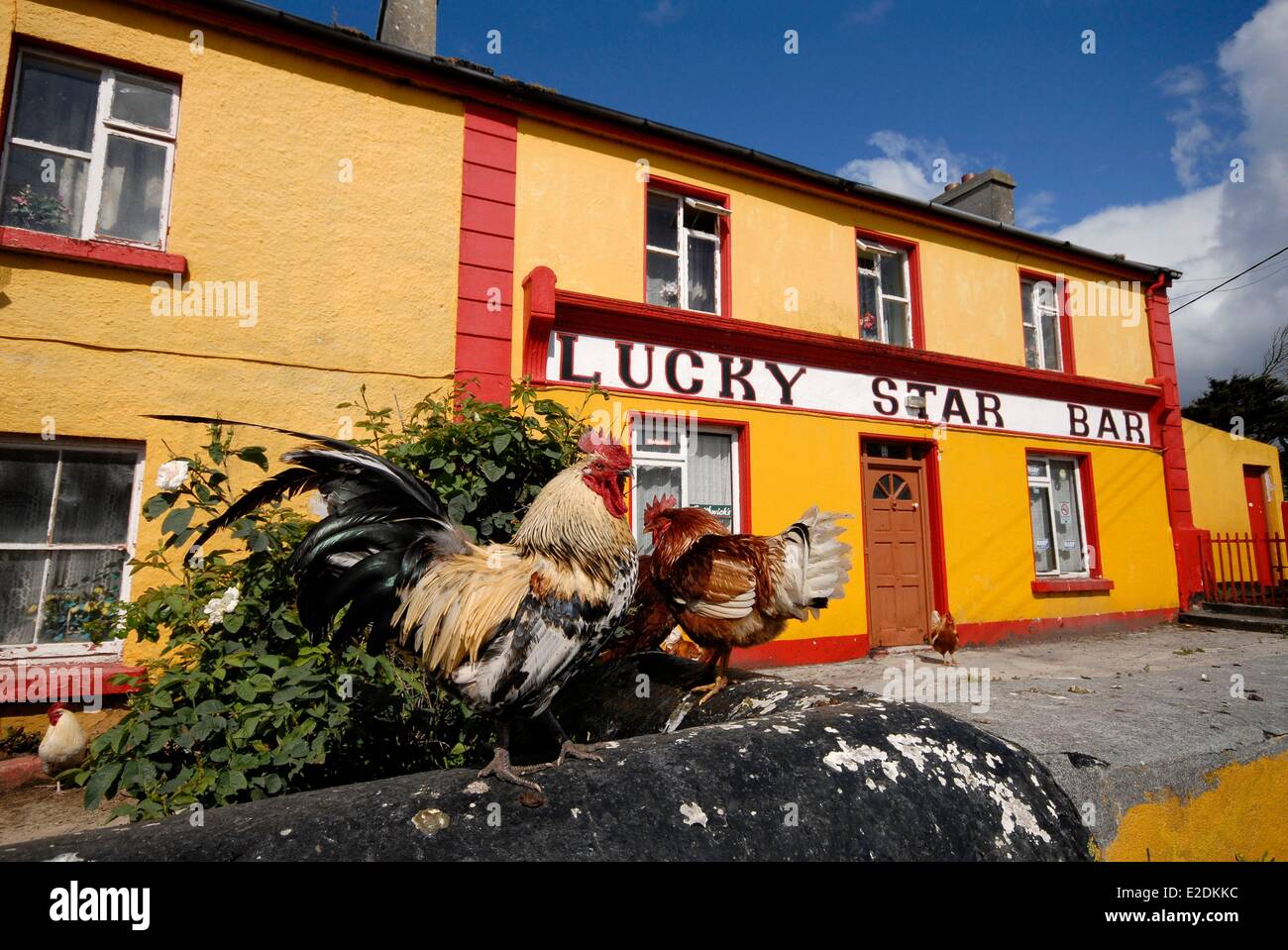 Inishmore animals hi-res stock photography and images - Alamy