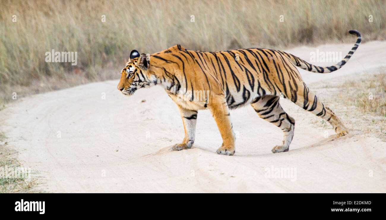 Tiger stretching hi-res stock photography and images - Alamy