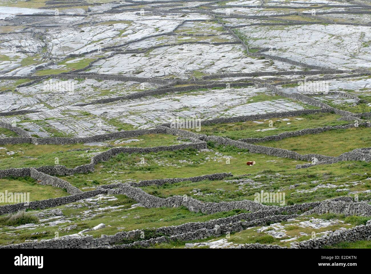 Ireland County Galway Aran Islands Inishmaan one cow dry stone walls ...