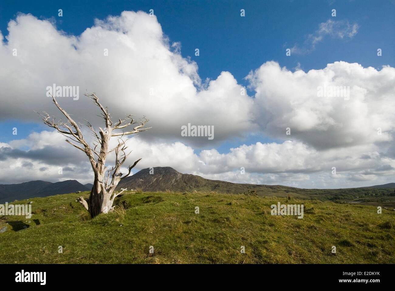 Ireland County Connemara Connemara National Park standing dead tree ...