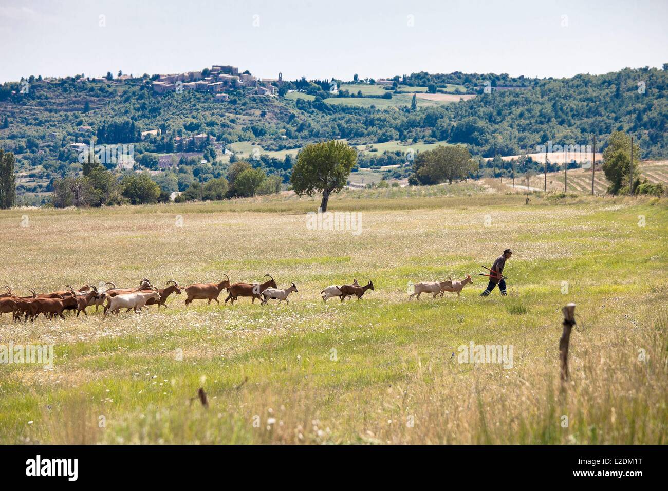 Vacheres Stock Photos & Vacheres Stock Images - Alamy