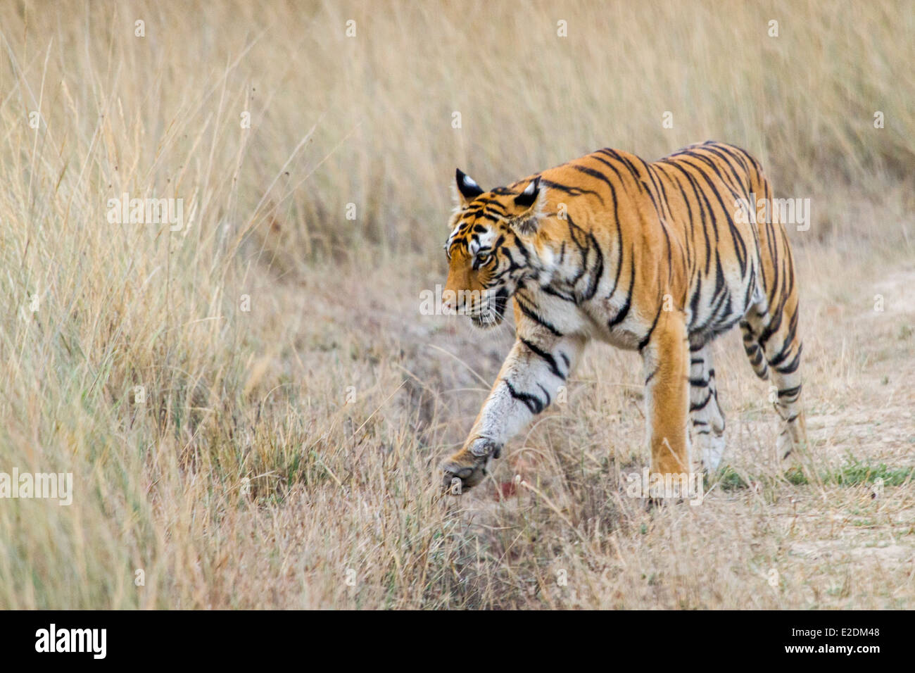 Tiger walking in Bandhavgarh National Park Madhya Pradesh India Asia ...